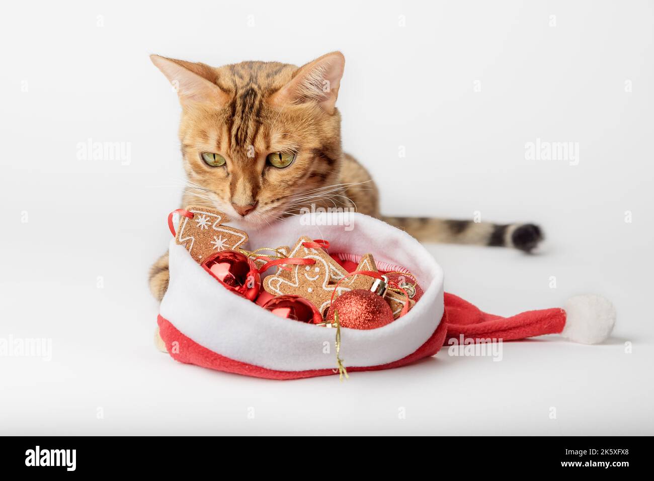 Ginger cat in Santa hat and Christmas decorations isolated on ...