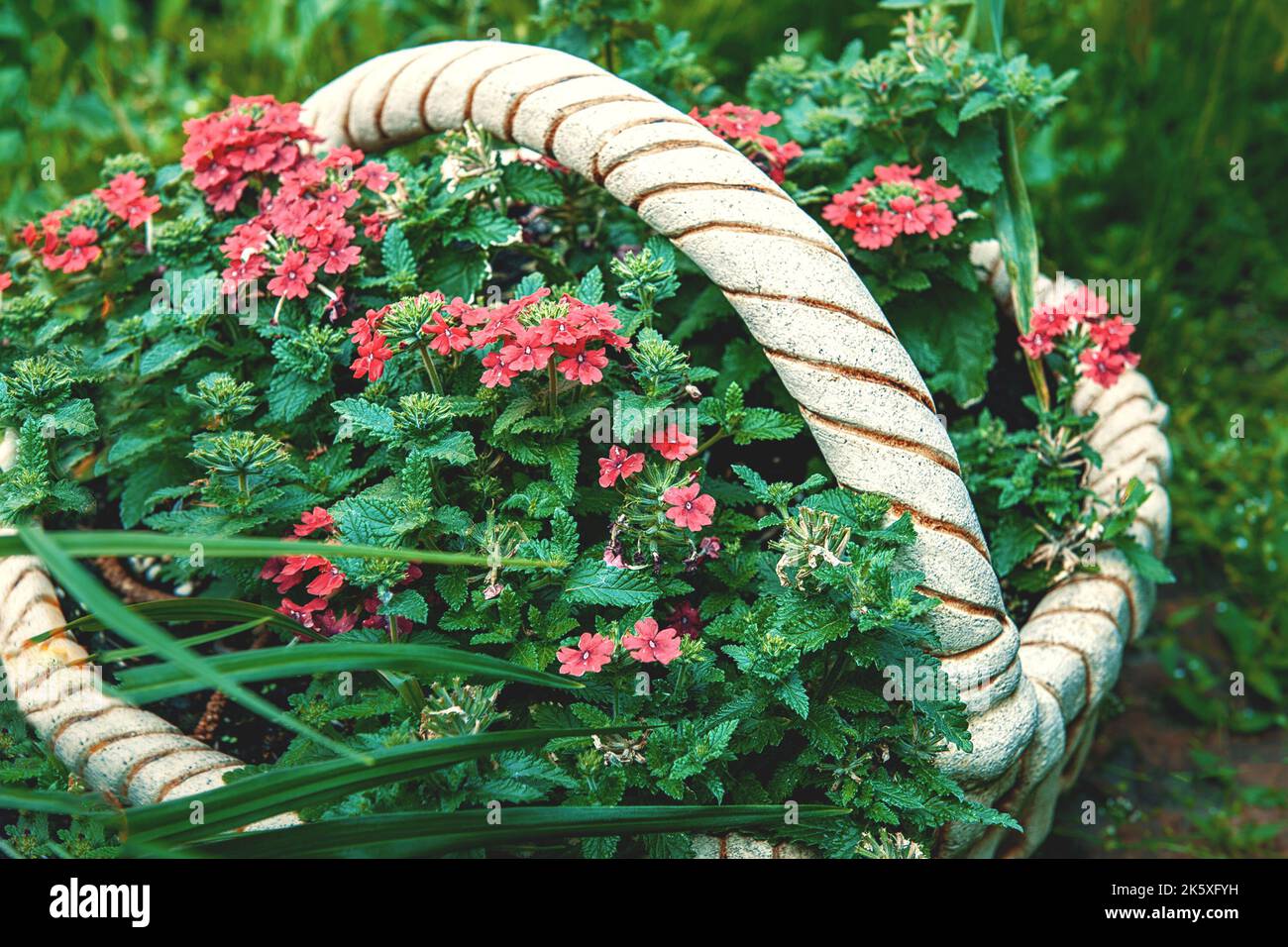 Verbena rigida pot hi-res stock photography and images - Alamy