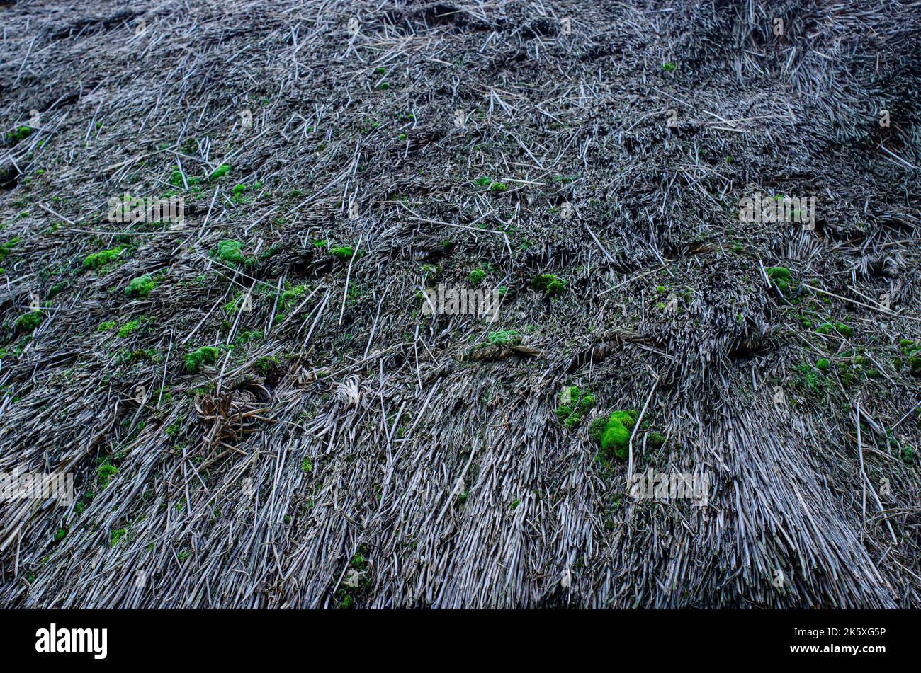 The thatched roof texture of an old house Old straw faded in the sun as ...