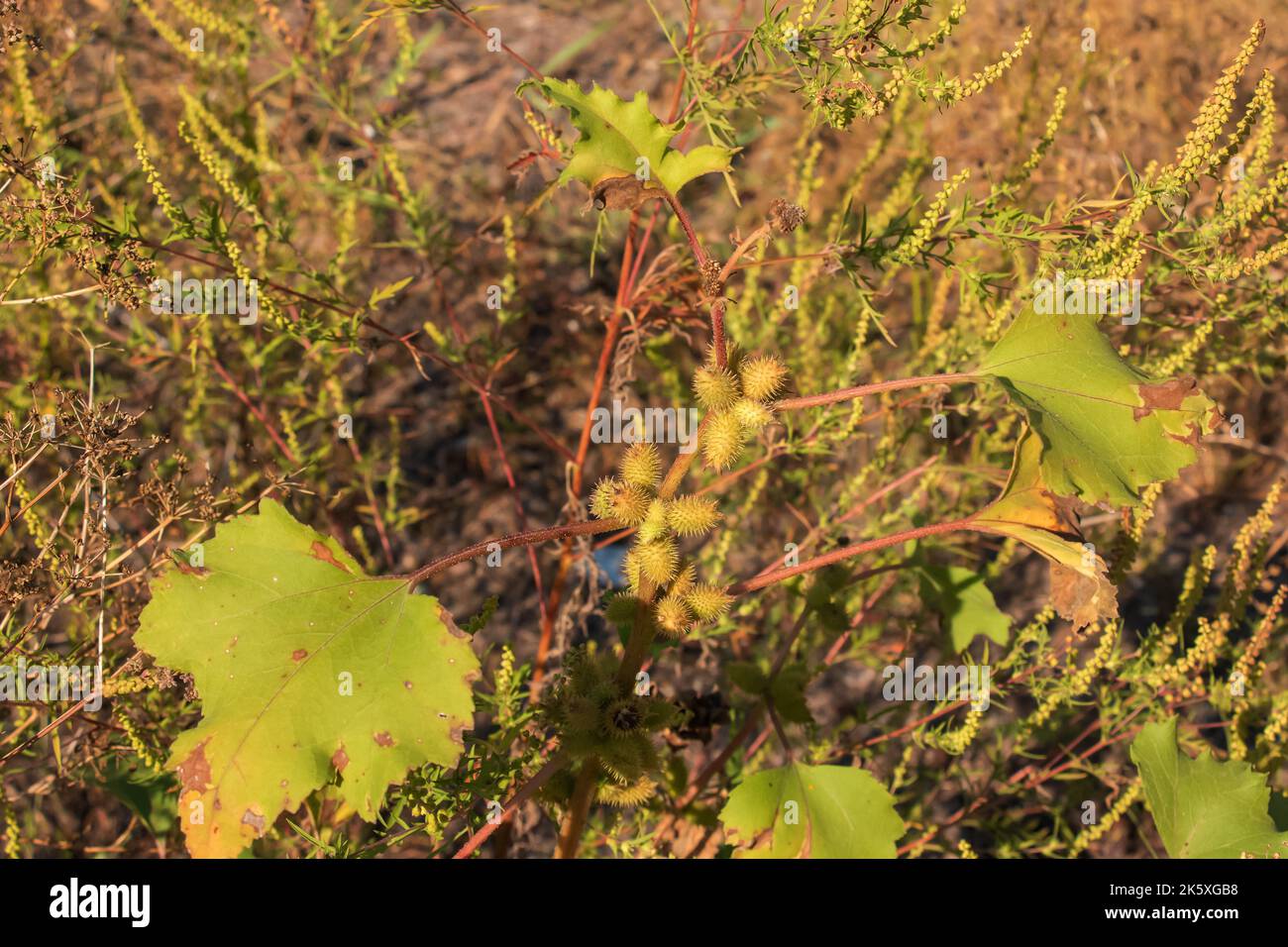 Common cocklebur. The thorny fruits of the cocklebur cling to clothes ...