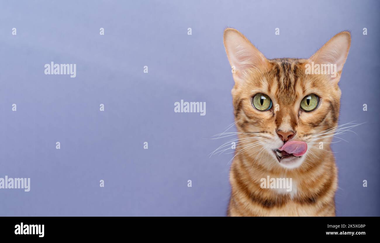Licking Bengal cat on a blue background. Hungry cat isolated. Copy ...