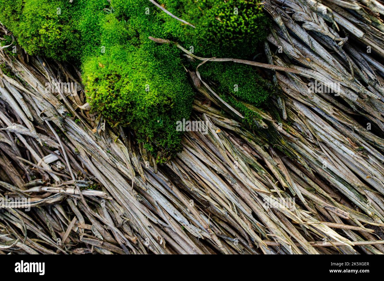 The thatched roof texture of an old house Old straw faded in the sun as ...