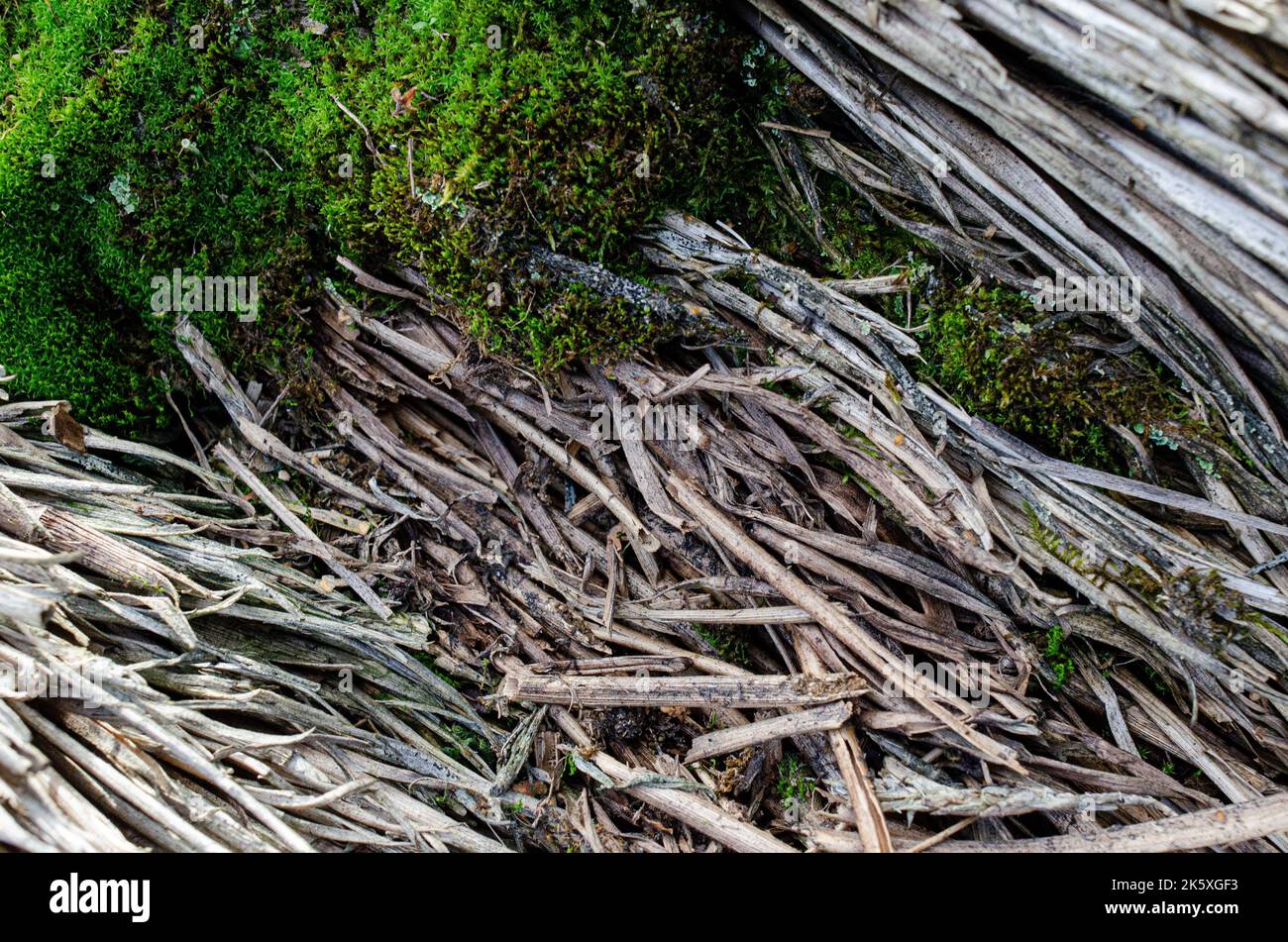 The thatched roof texture of an old house Old straw faded in the sun as ...