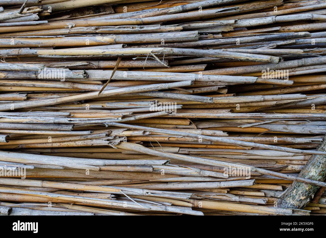 The thatched roof texture of an old house Old straw faded in the sun as ...