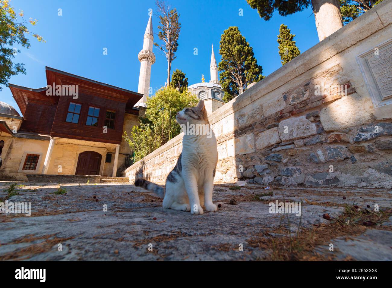 Stray cat sitting in the garden of a mosque in Istanbul. Turkish ...
