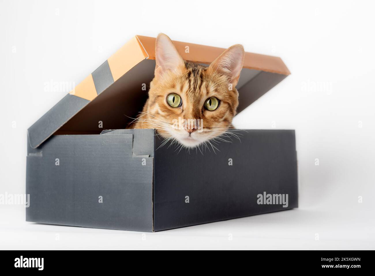 Portrait of a funny Bengal cat looking out of a box on a white ...