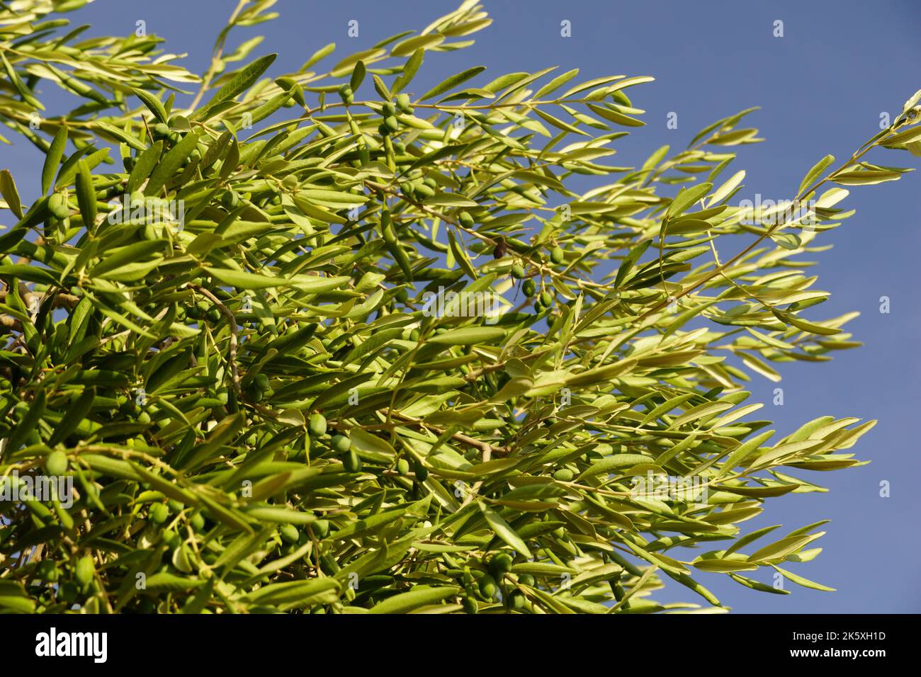 Olive tree branches with olives swaying on the wind below blue sky on ...
