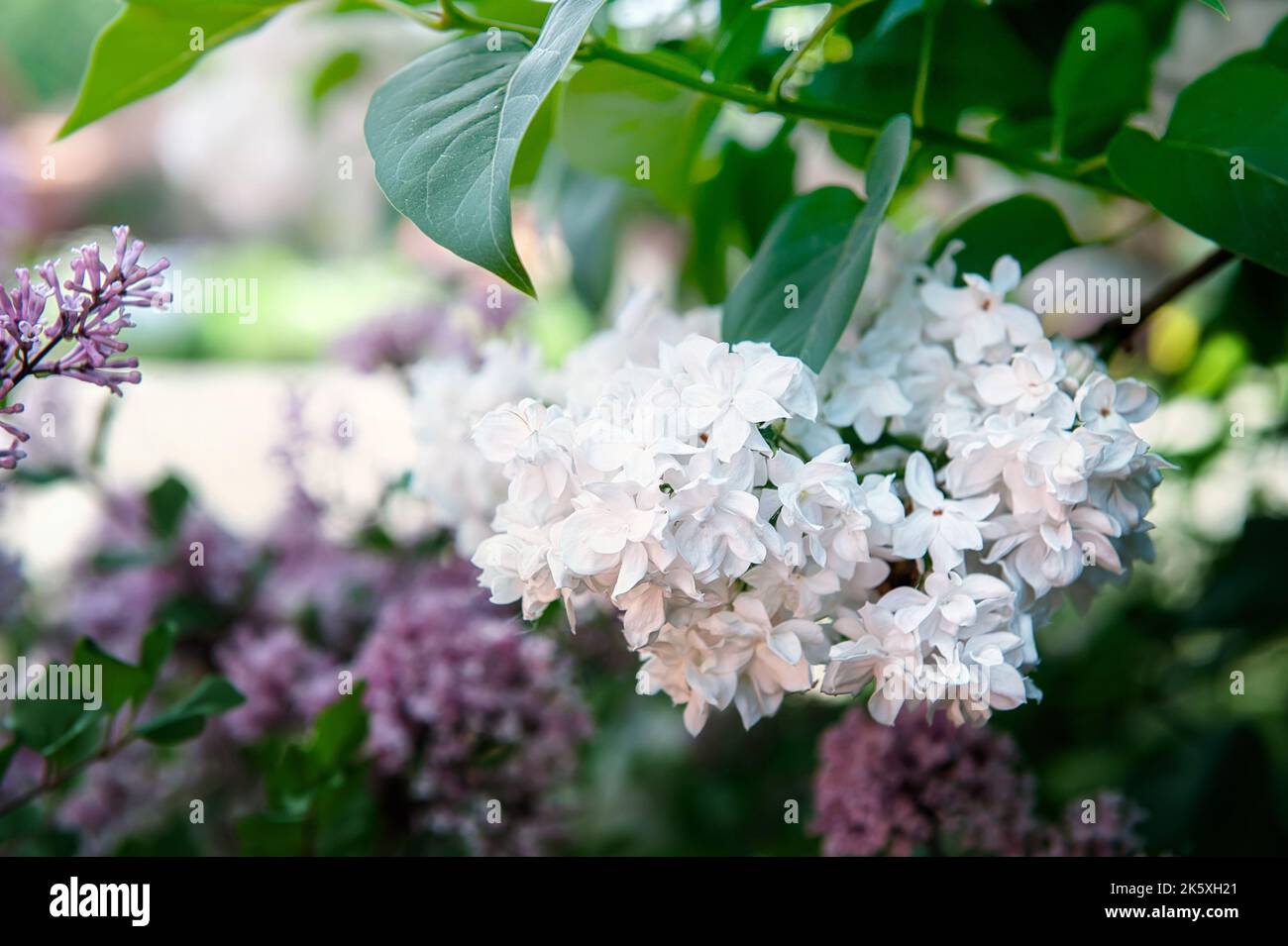 branch of white lilac on a tree in the park against a background of ...