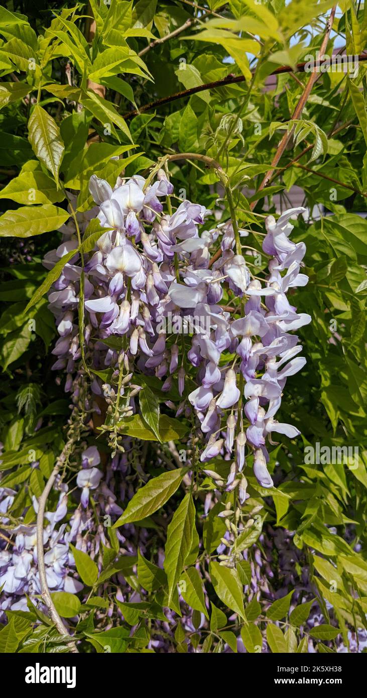 Tender purple flowers of American wisteria (Wisteria frutescens) close ...