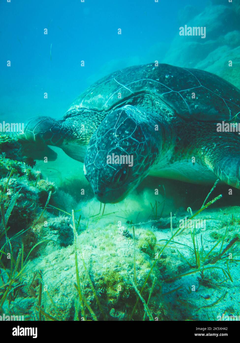 A vertical shot of sea turtle swimming underwater Stock Photo - Alamy