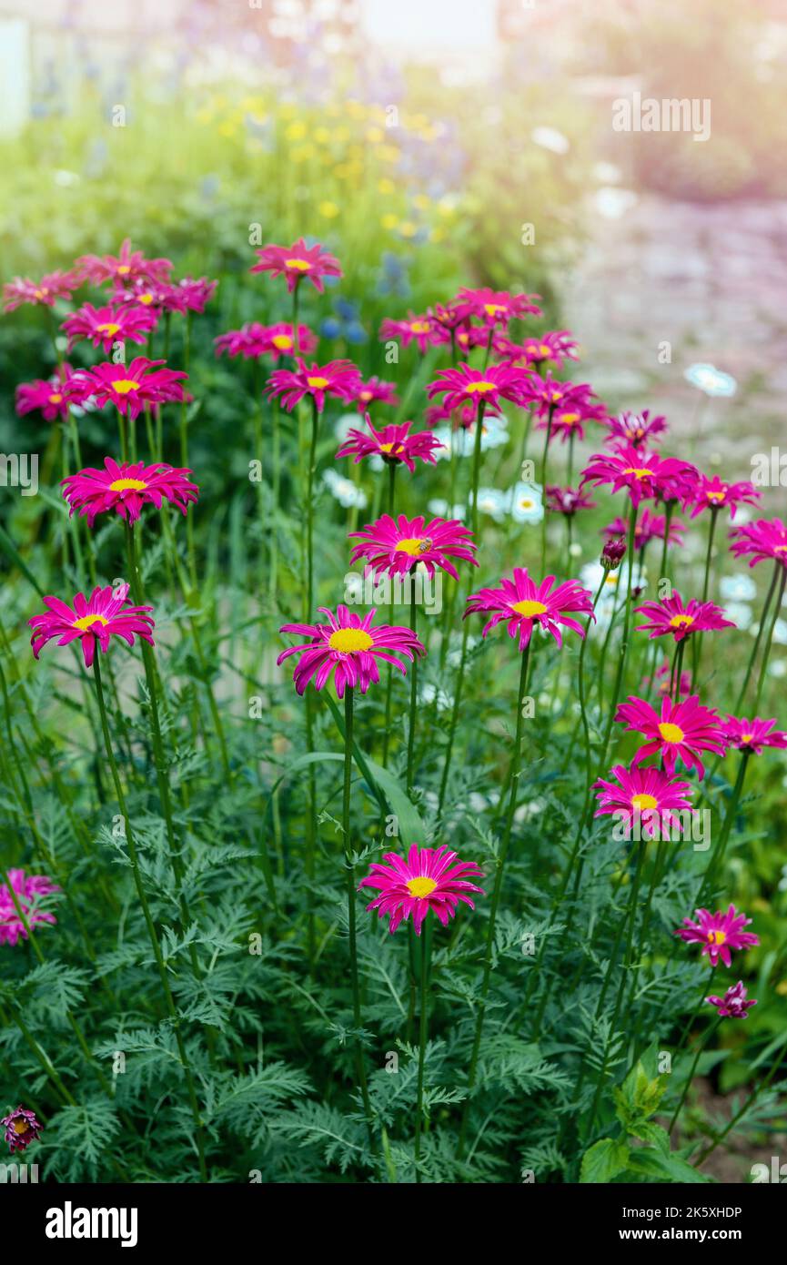 Pyrethrum roseum hi-res stock photography and images - Alamy