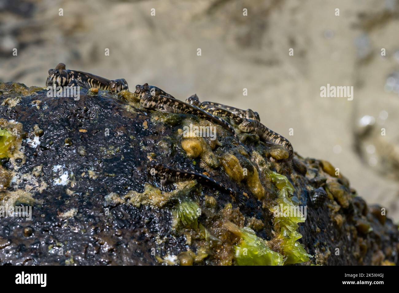 Rockskipper also known as combtooth blenny, Ilot Sancho island ...