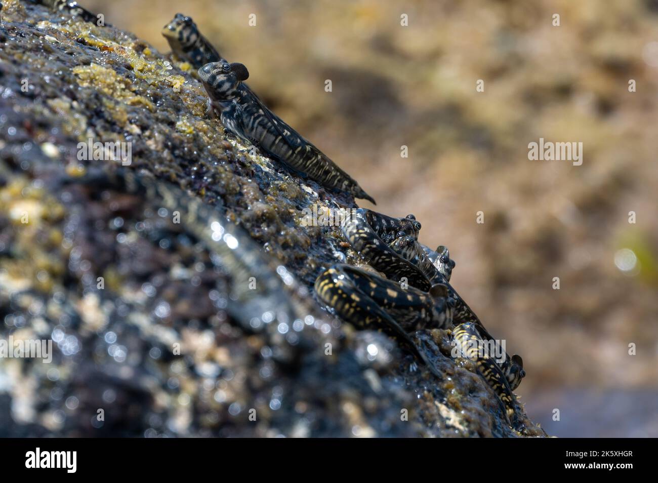 Rockskipper also known as combtooth blenny, Ilot Sancho island ...