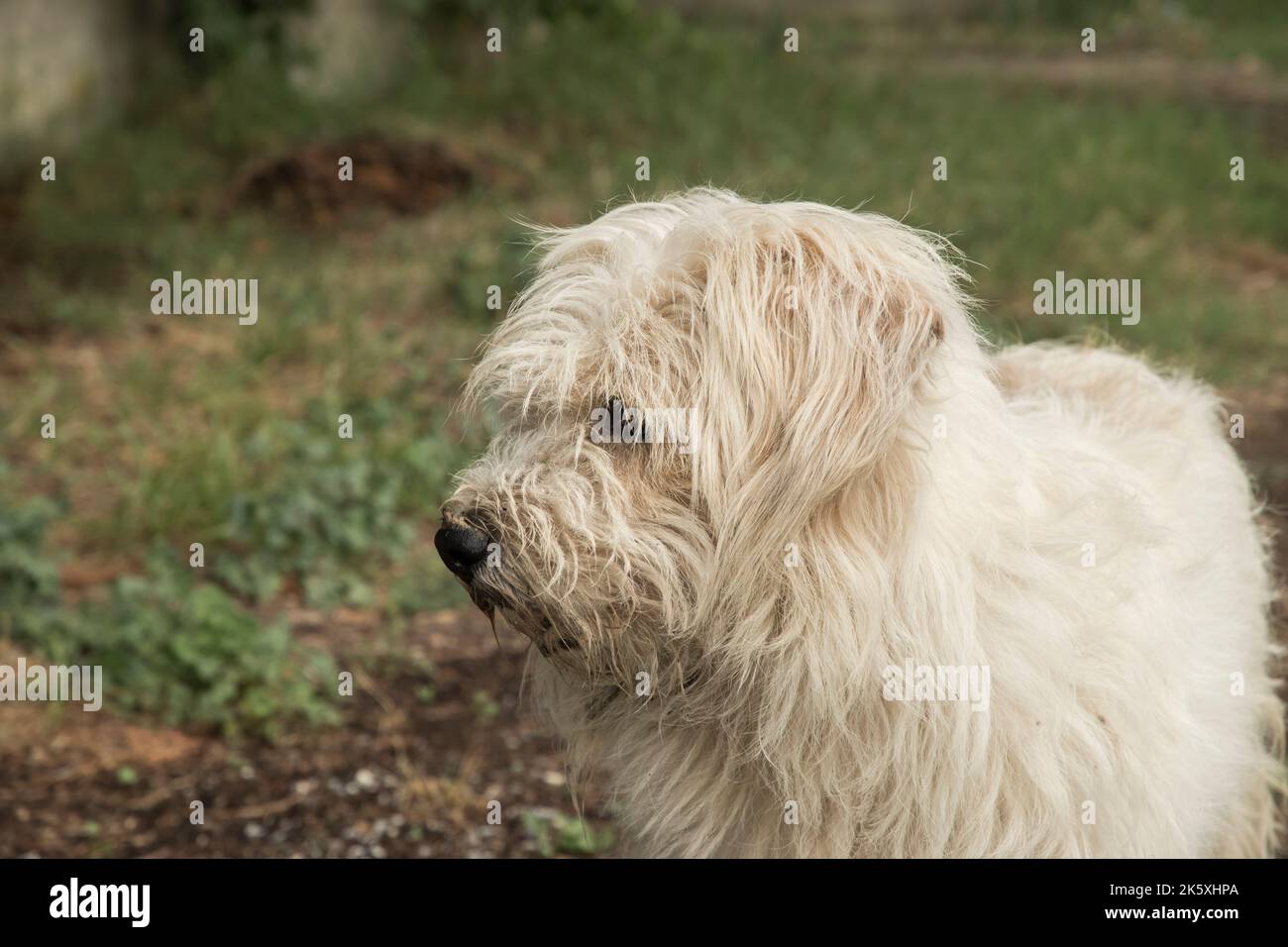 Adorable white shaggy stray street dog closeup Stock Photo - Alamy