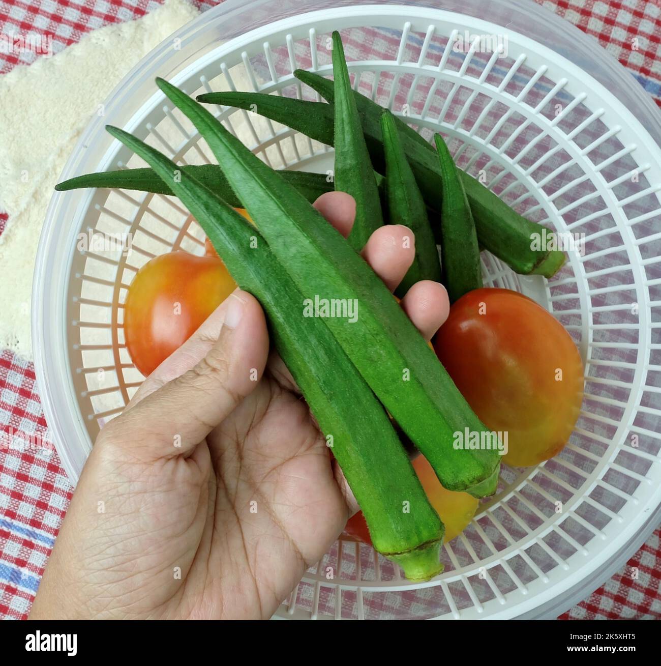 Vegetable and Herb, Hand Holding Okra or Lady Finger Fruits Preparing ...