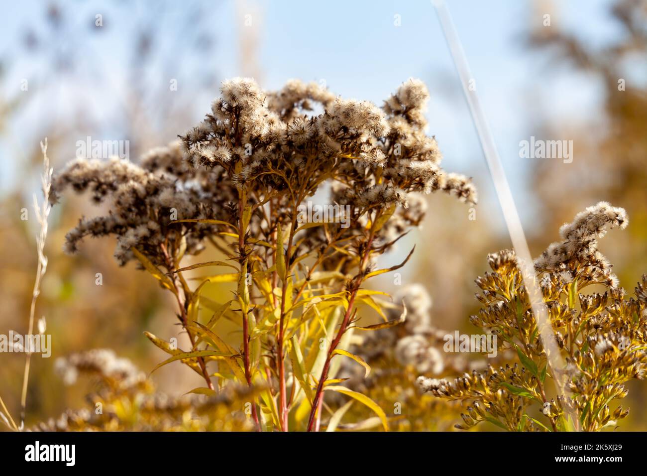Field plants against a blurred background in an English park Stock ...