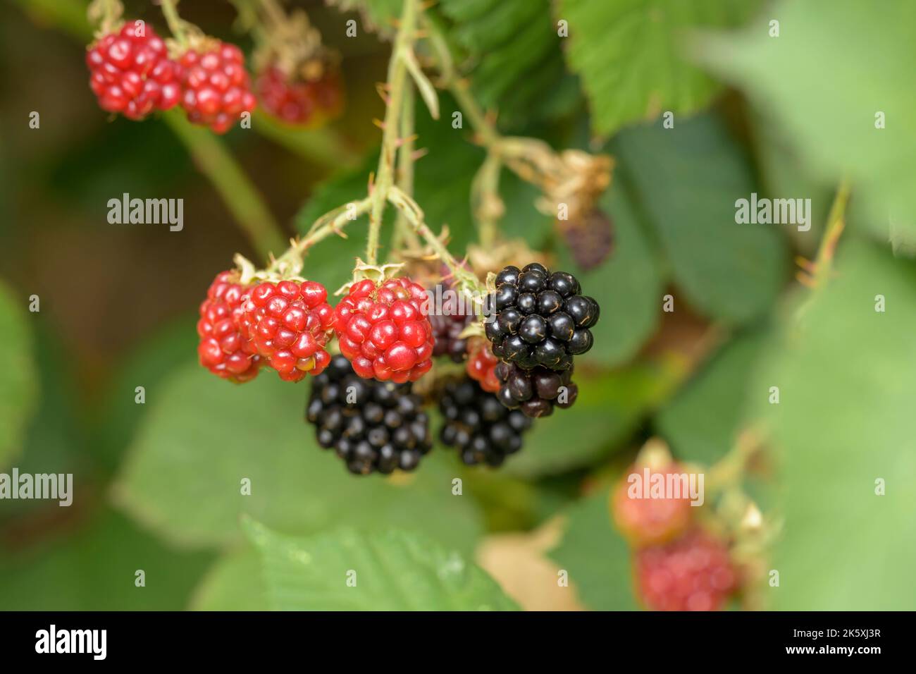Black red blackberries on hi-res stock photography and images - Alamy