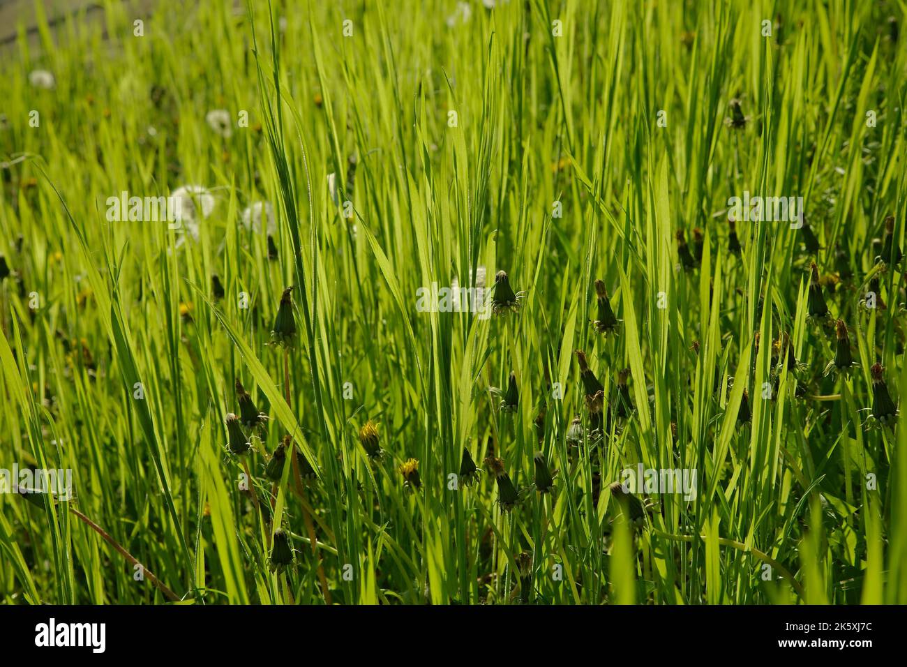 Green Grass Field Stock Photo - Alamy