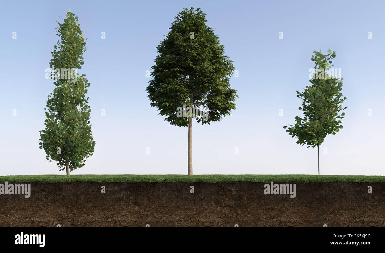 Deciduous tree and soil cut under it, 3d render Stock Photo - Alamy