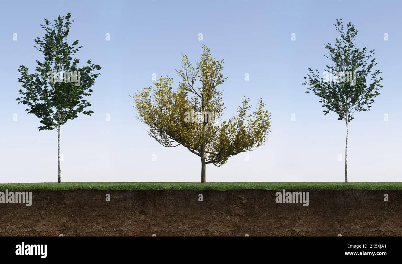 Deciduous tree and soil cut under it, 3d render Stock Photo - Alamy