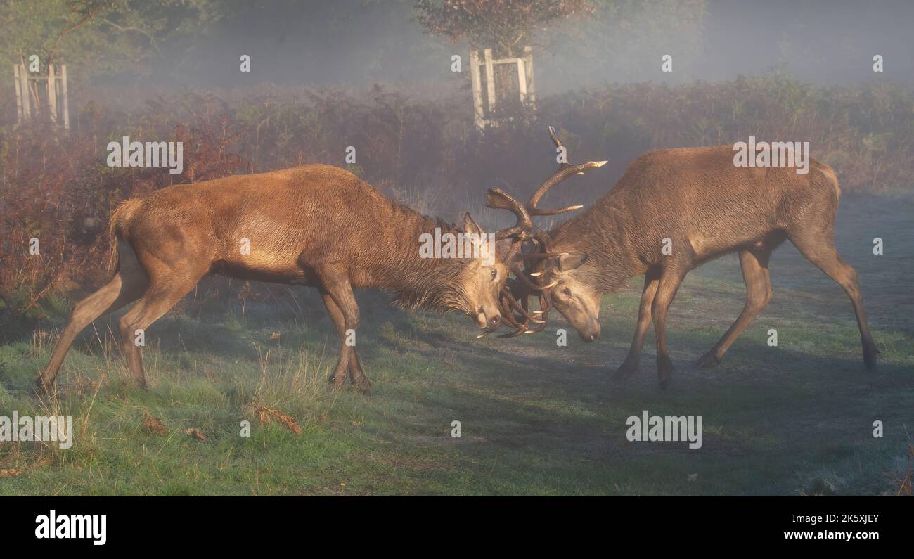 photos taken in bushy park. Showing 2 of the biggest red stags locking ...