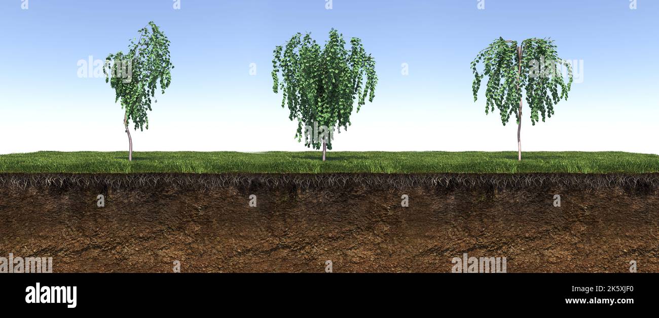 Deciduous tree and soil cut under it, 3d render Stock Photo - Alamy