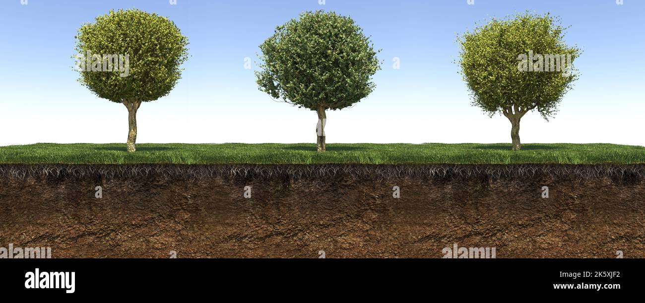 Deciduous tree and soil cut under it, 3d render Stock Photo - Alamy