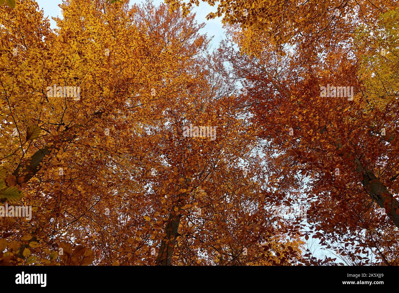 Autumn tree leaves Stock Photo - Alamy