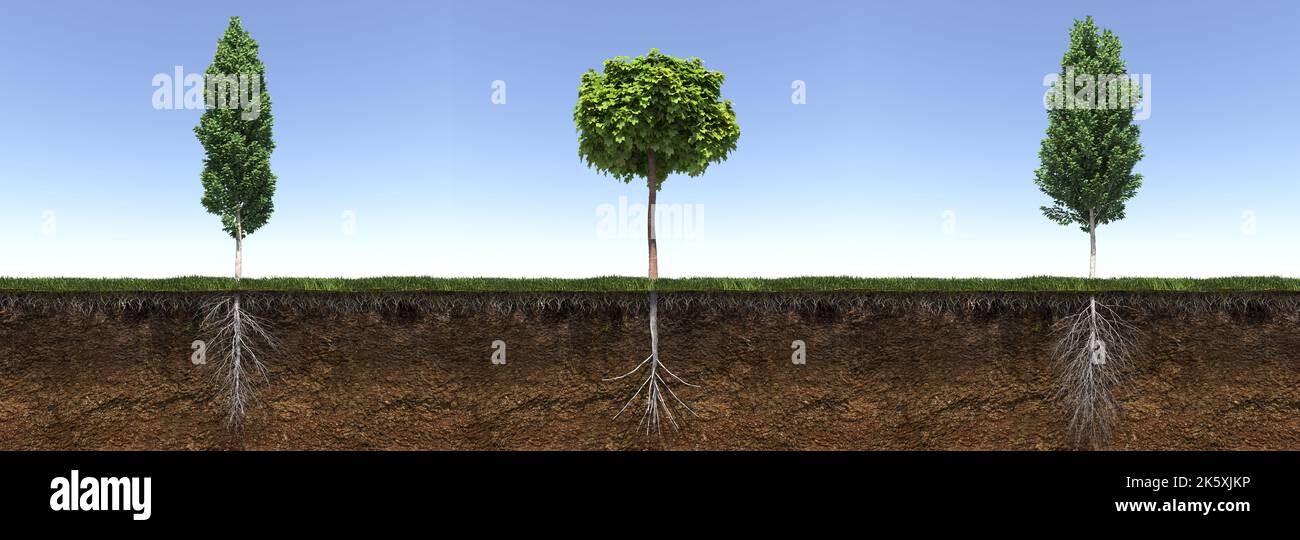 Deciduous tree and soil cut under it, 3d render Stock Photo - Alamy