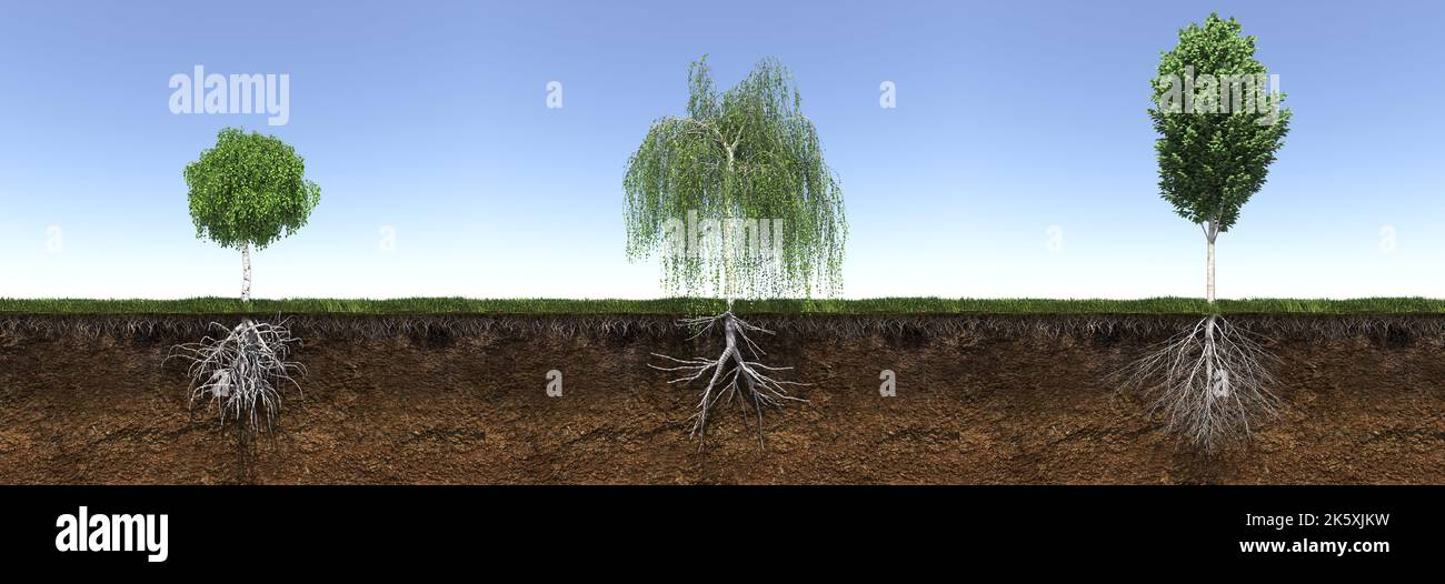 Deciduous tree and soil cut under it, 3d render Stock Photo - Alamy