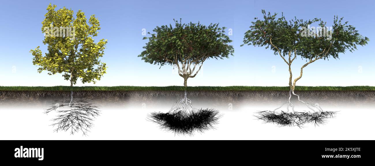 Deciduous tree and soil cut under it, 3d render Stock Photo - Alamy