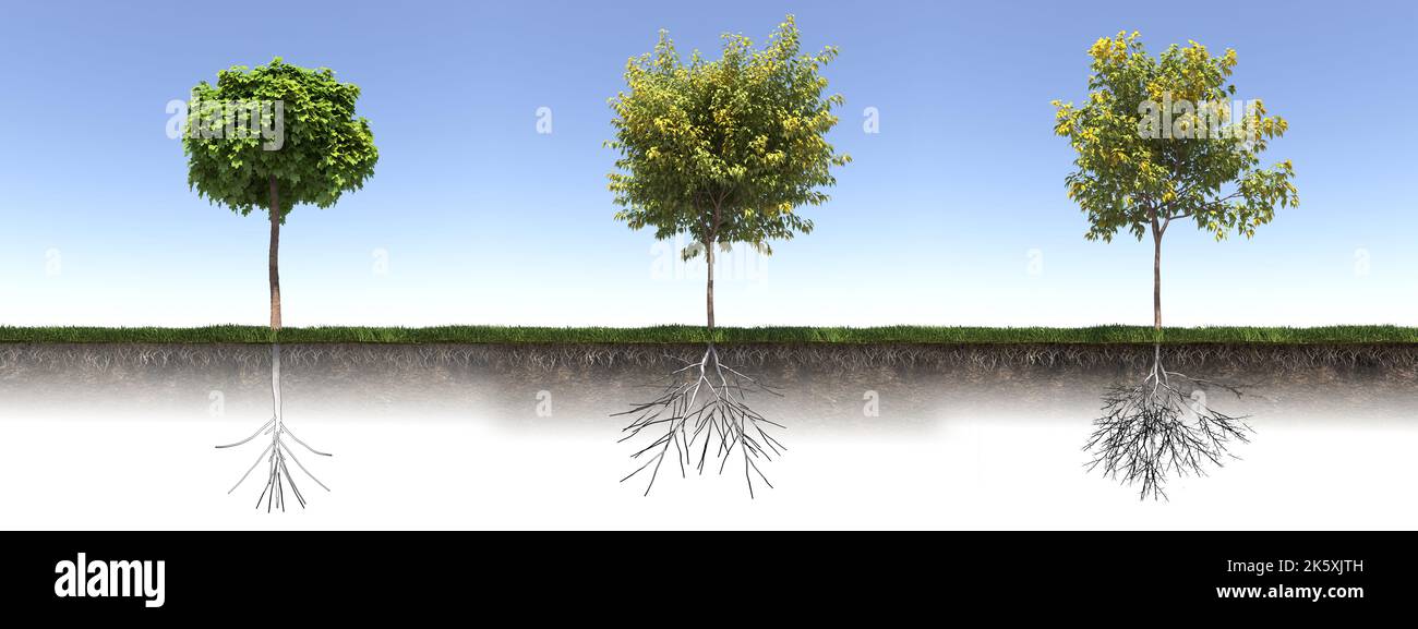 Deciduous tree and soil cut under it, 3d render Stock Photo - Alamy