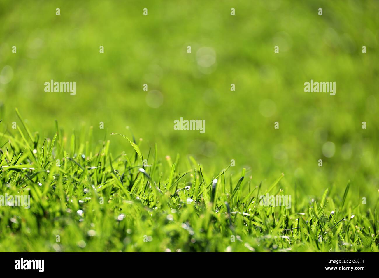 Light green grass in sunlight, blurred background. Lawn after mowing ...