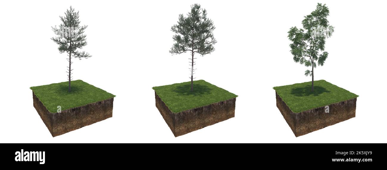 Deciduous tree and soil cut under it, 3d render Stock Photo - Alamy