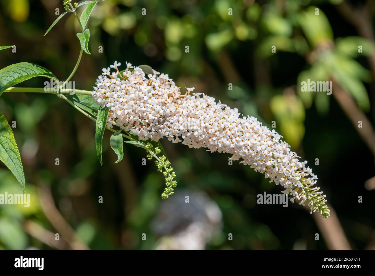 Close up of white flowers on a butterfly bush (buddleja davidii) shrub ...