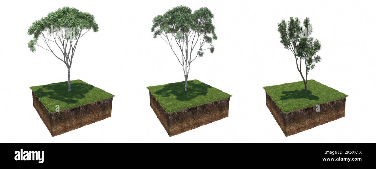 Deciduous tree and soil cut under it, 3d render Stock Photo - Alamy
