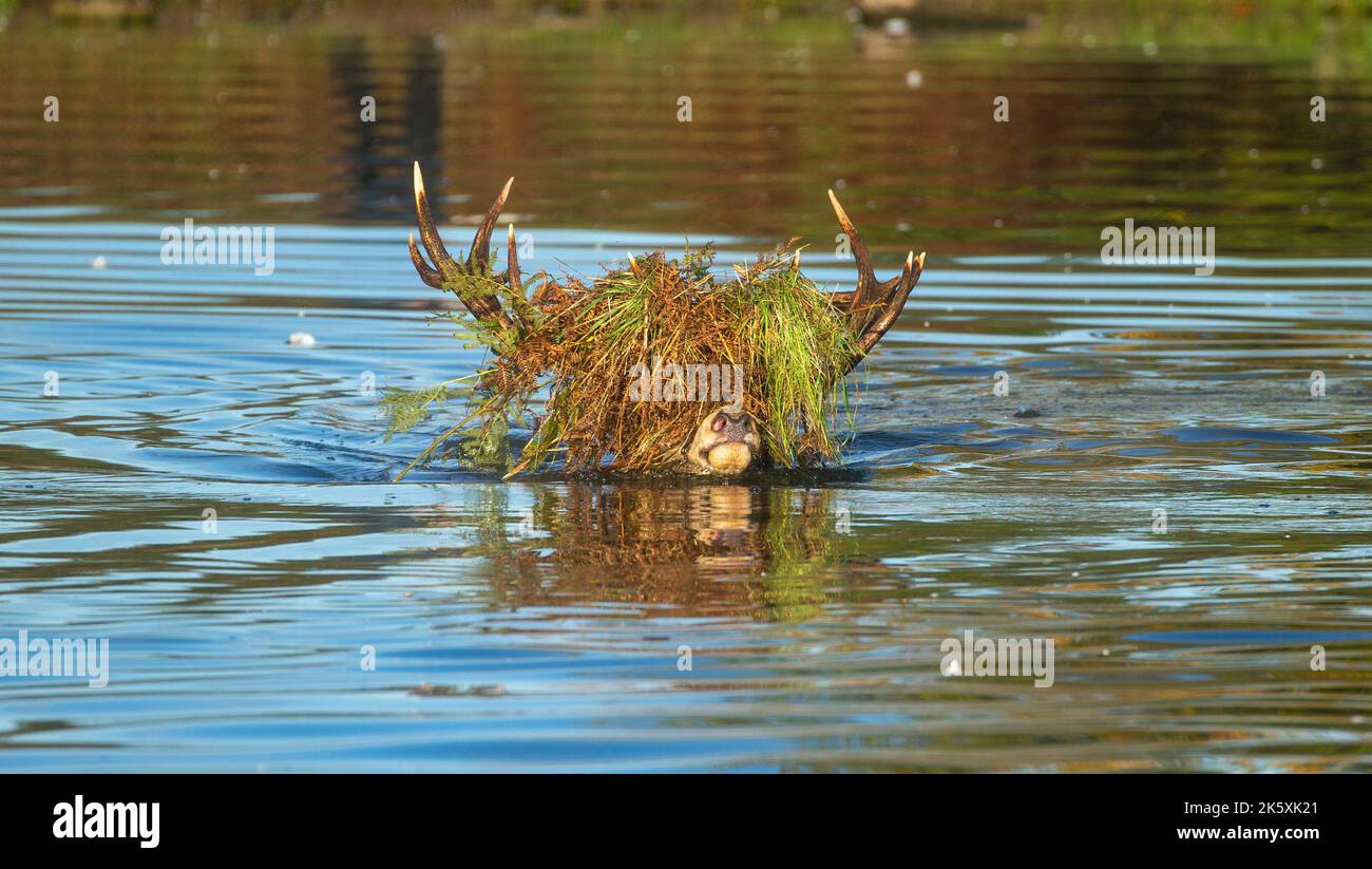 Red stag crossing the pond with his headdress on Stock Photo - Alamy