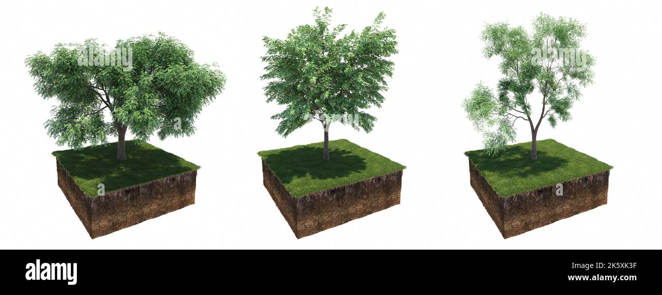 Deciduous tree and soil cut under it, 3d render Stock Photo - Alamy