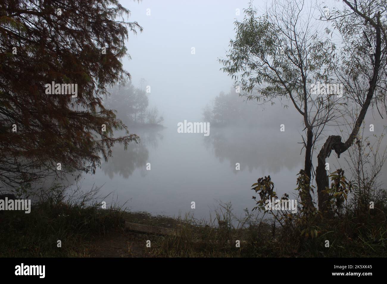 A beautiful shot of trees growing by the lake in the misty weather ...