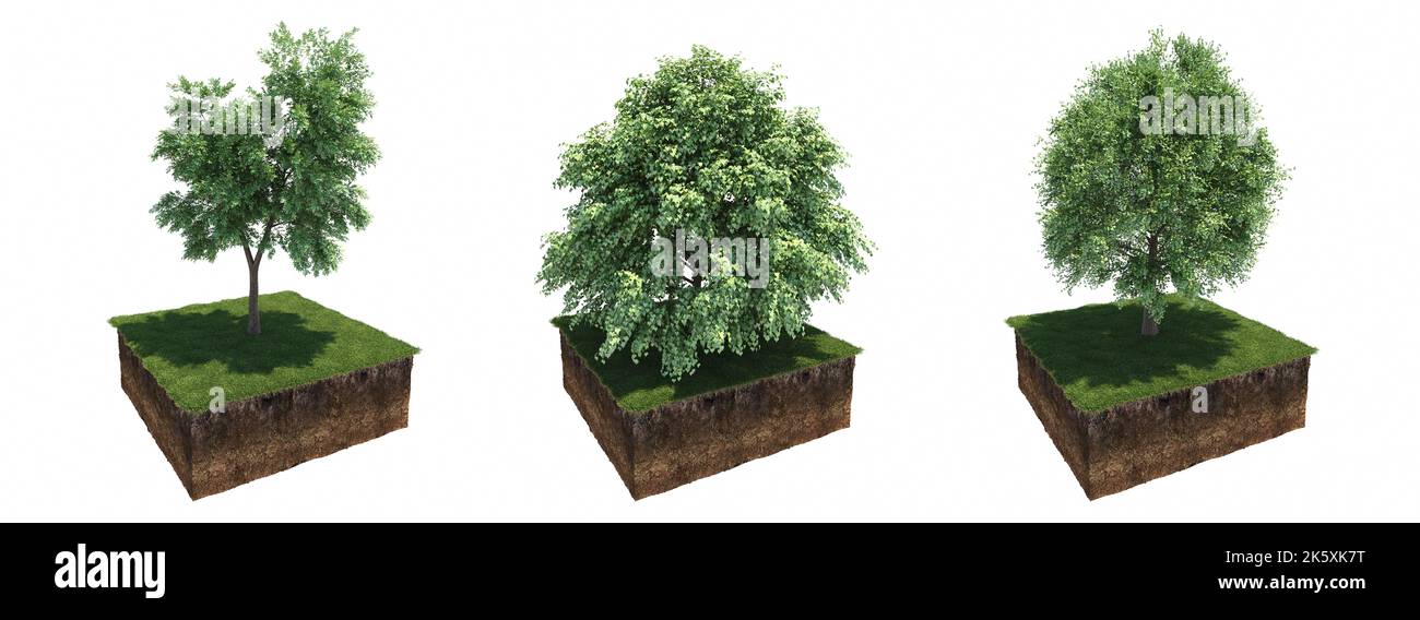 Deciduous tree and soil cut under it, 3d render Stock Photo - Alamy