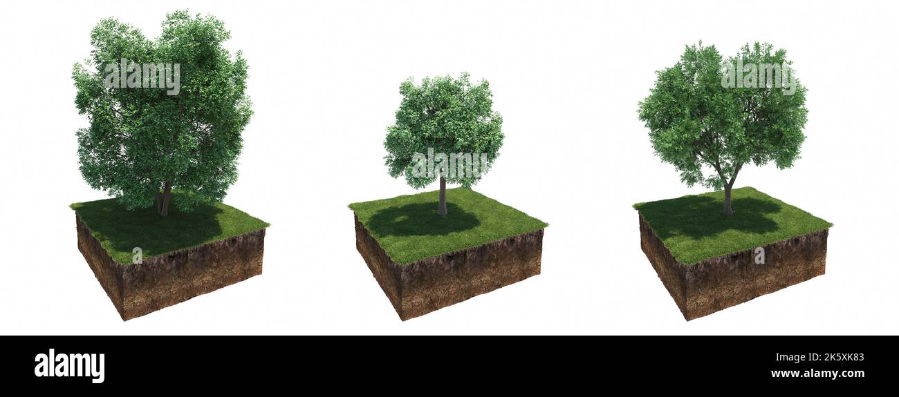 Deciduous tree and soil cut under it, 3d render Stock Photo - Alamy