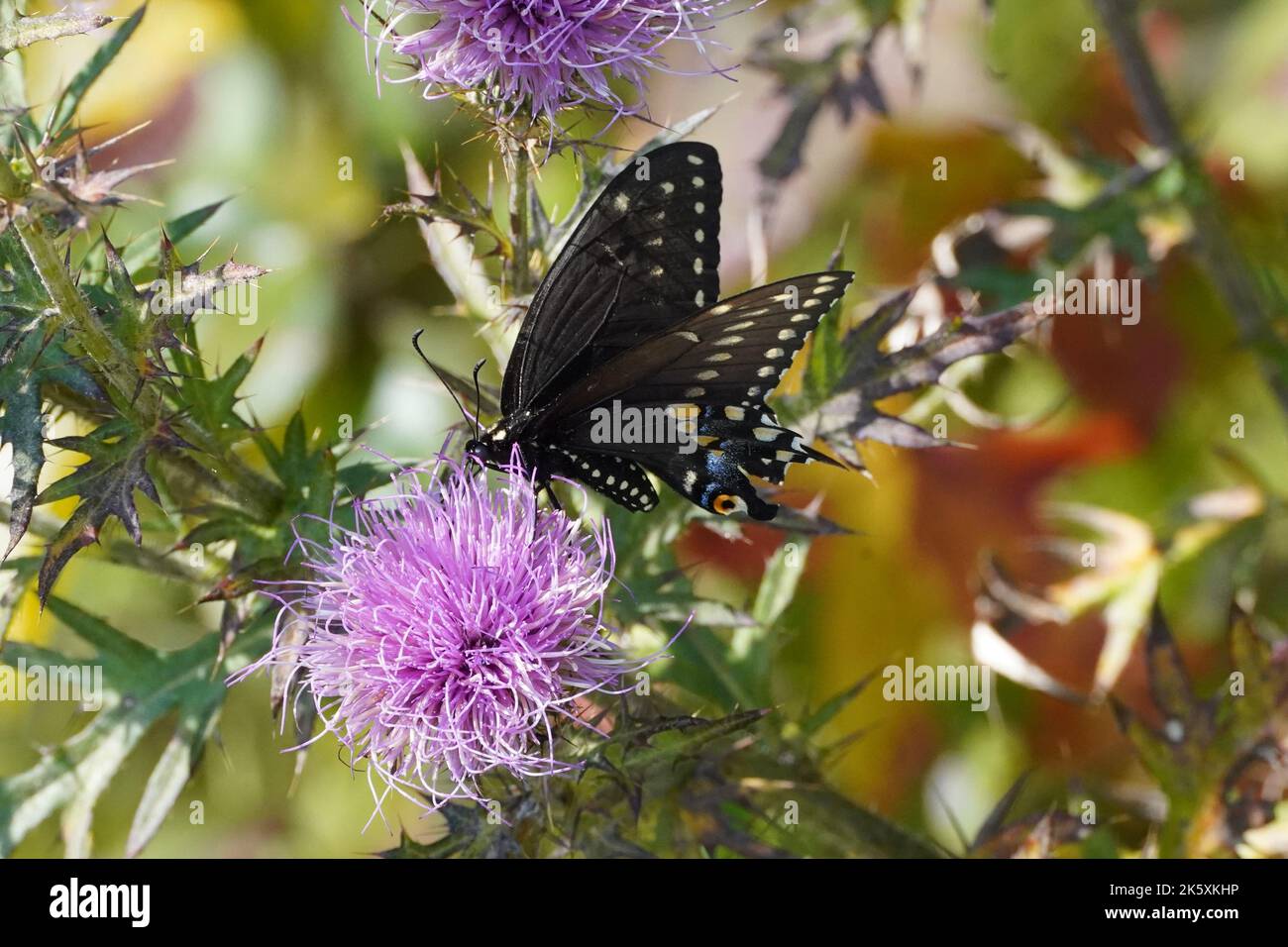 A closeup shot of a black butterfly on a thistle flower in Laurel, MD ...