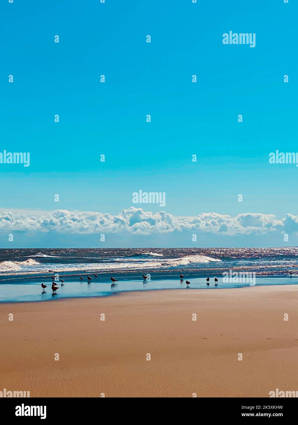 A sandy beach with gulls on a shore of water under a blue sky Stock ...