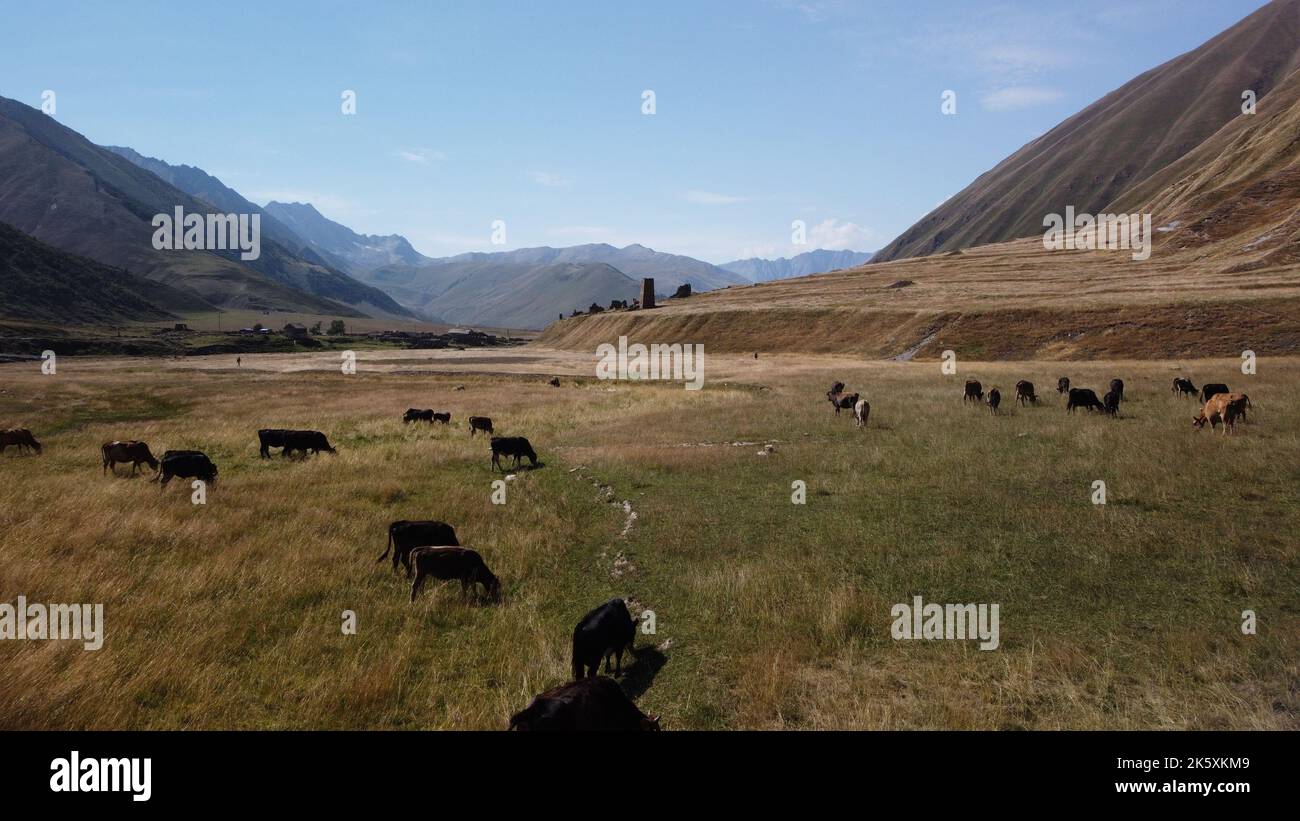 A Herd of sheep grazing on a green meadow between hills Stock Photo - Alamy
