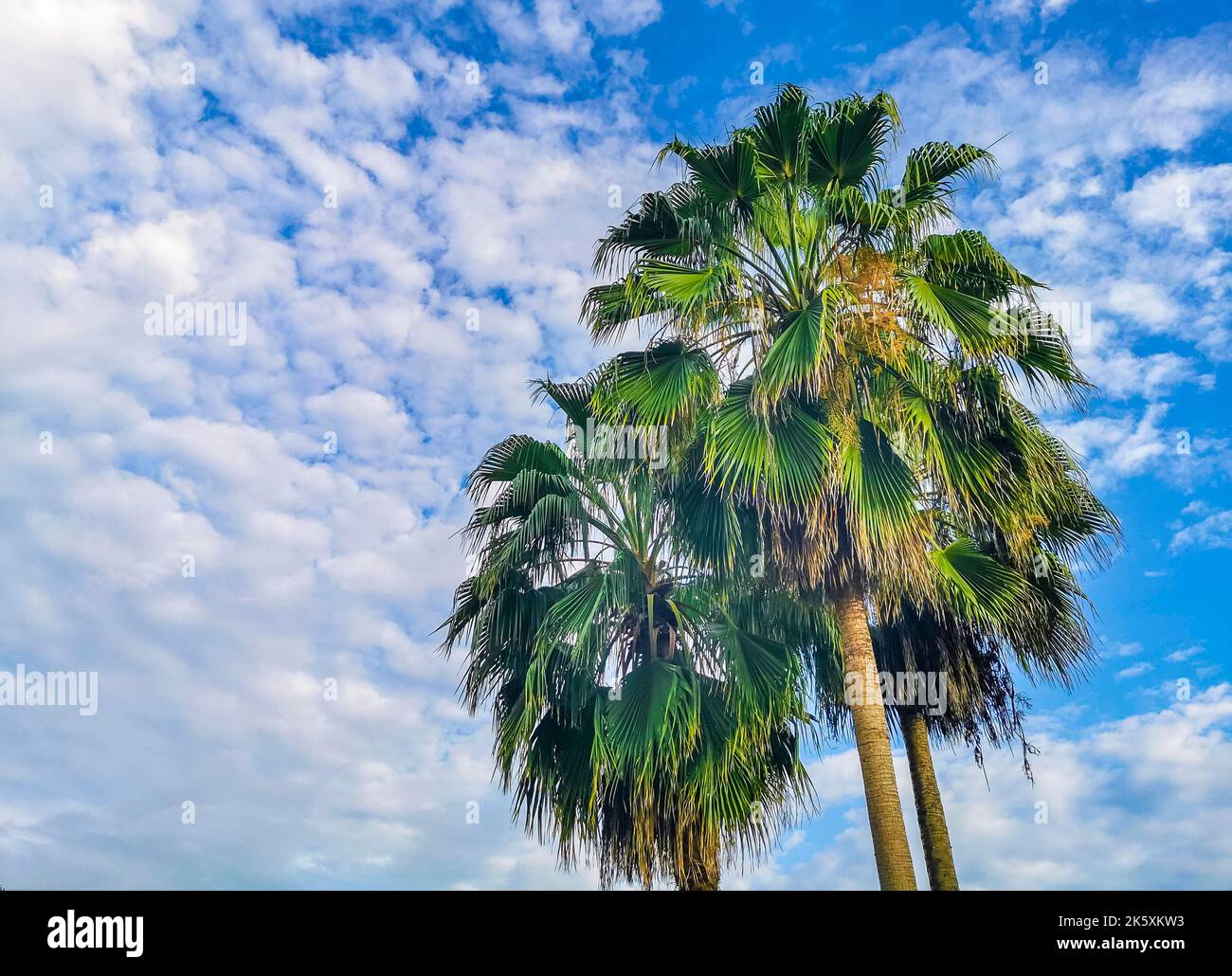 Tropical natural mexican palm tree with coconuts and blue sky ...