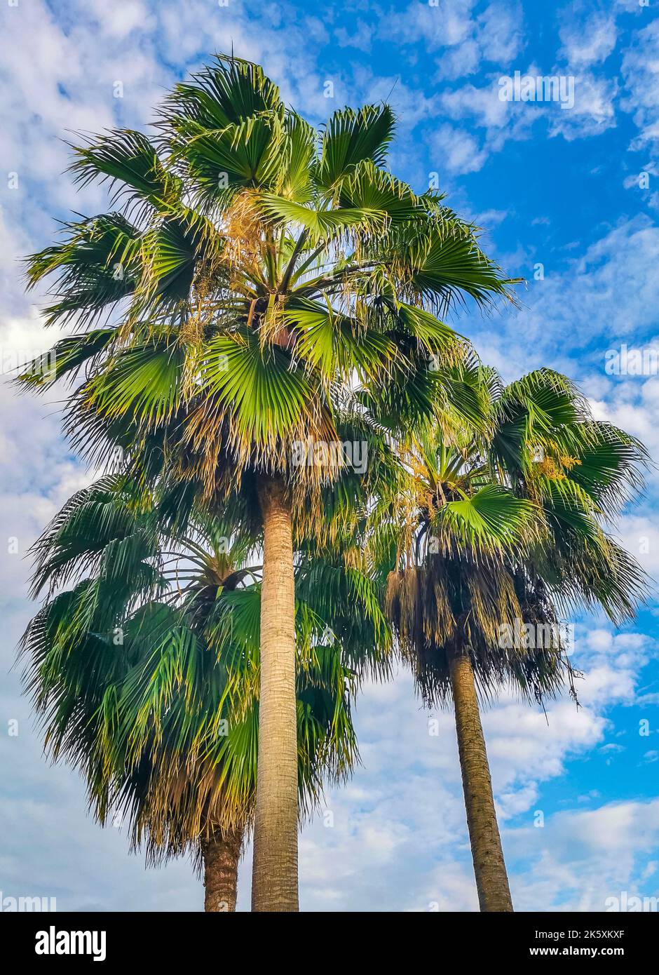 Tropical natural mexican palm tree with coconuts and blue sky ...