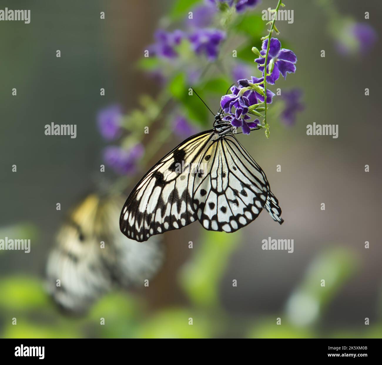Beautiful yellow Monarch butterfly in a colourful nature setting Stock ...
