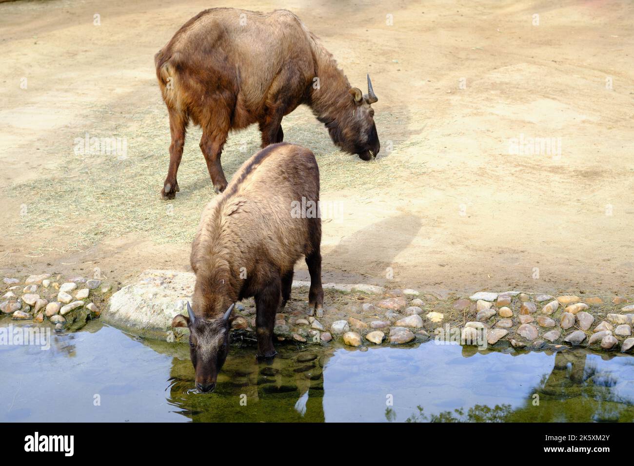 The domestic yak (Bos grunniens), aka the Tartary ox, grunting ox or ...