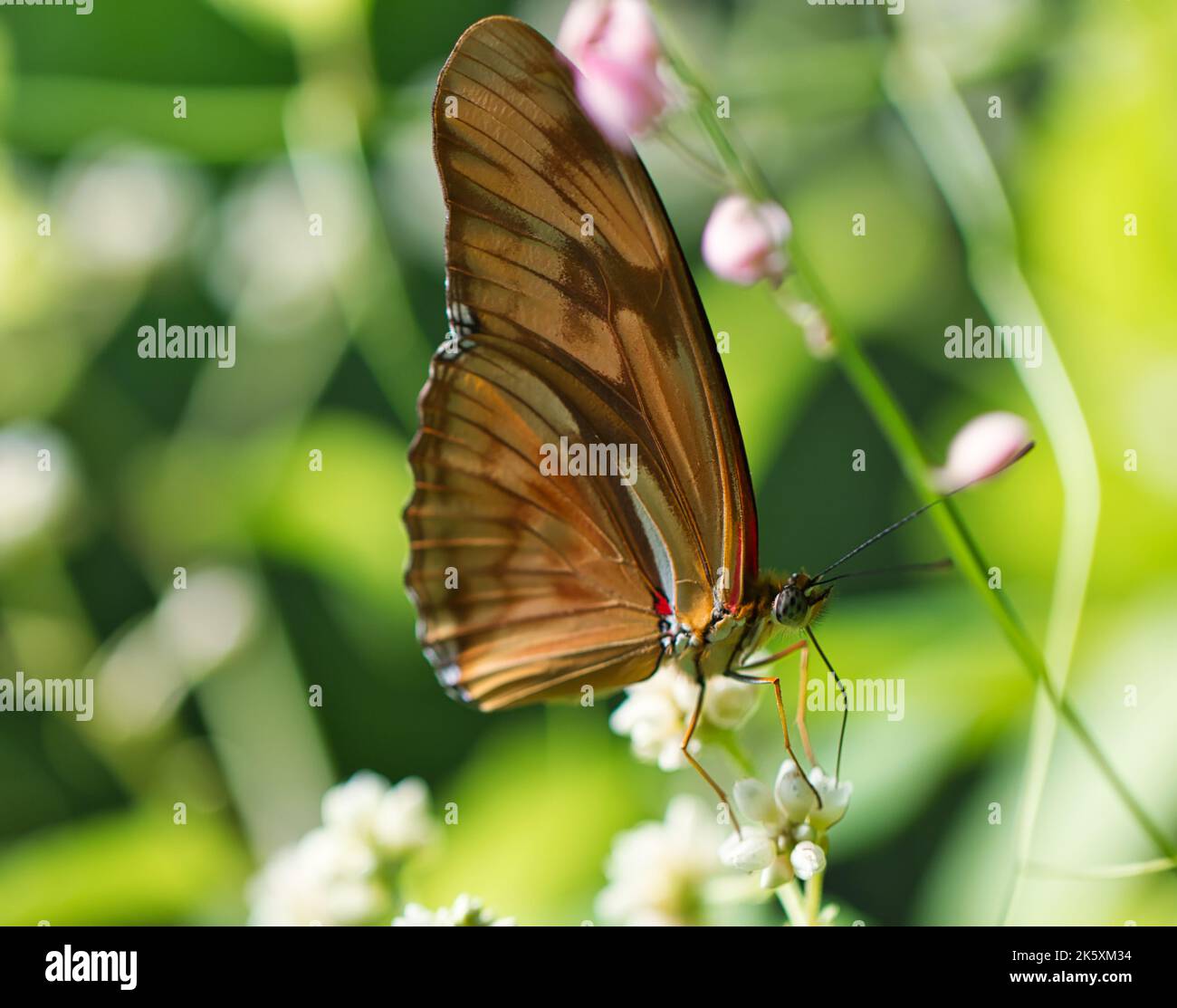 Butterfly lands on a plant hi-res stock photography and images - Alamy