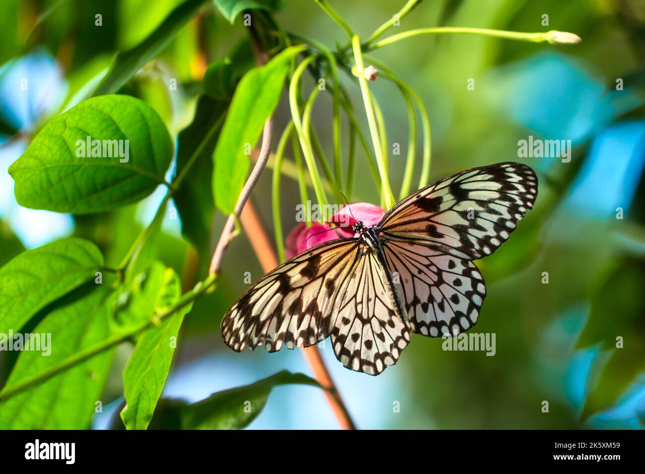 Beautiful yellow Monarch butterfly in a colourful nature setting Stock ...